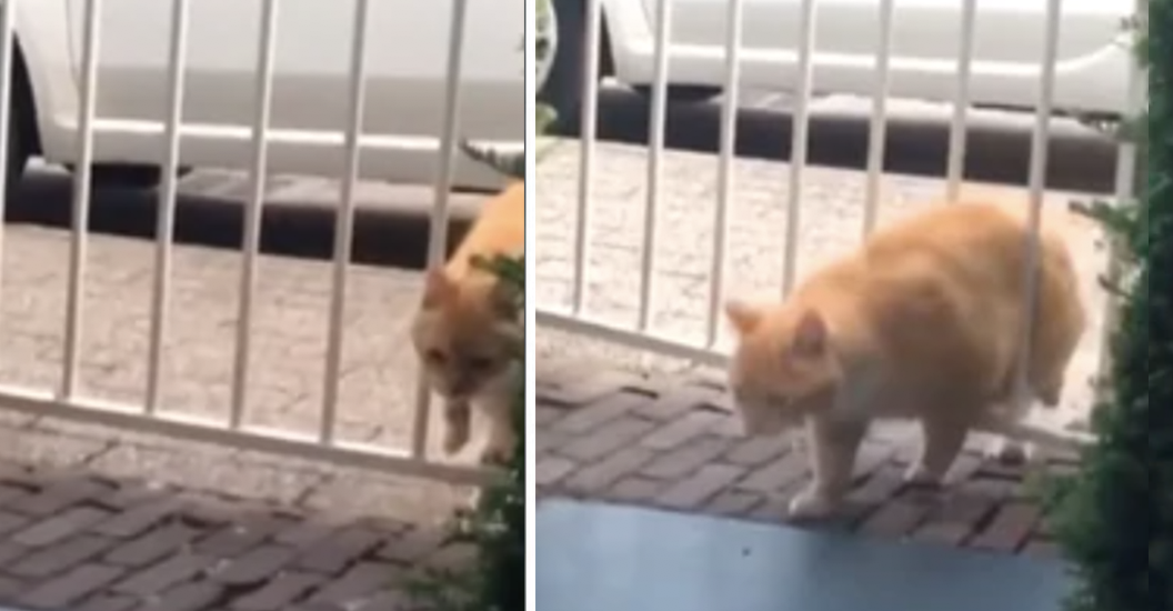 Facebook viral: Gato intenta ingresar a la casa de su dueño a ...