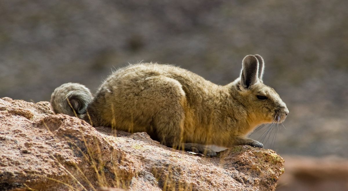 Conoce las 8 regiones naturales del Perú: Quechua, su flora y fauna ...