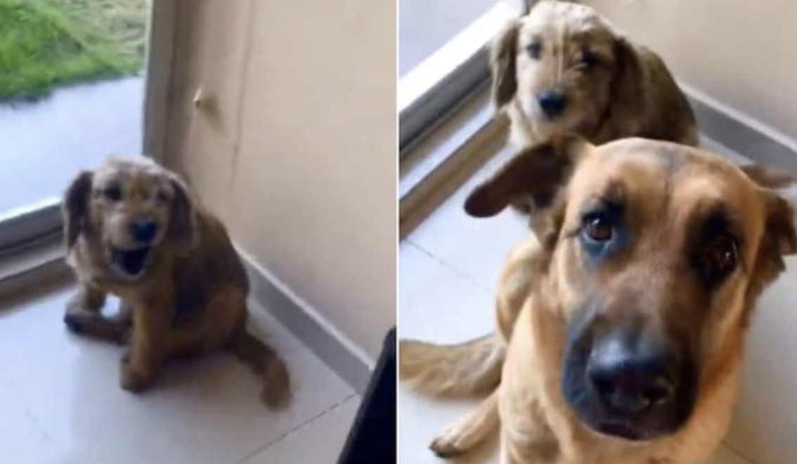 Facebook viral: Perrito es regañado por su dueña y su ‘amigo’ sorprende ...