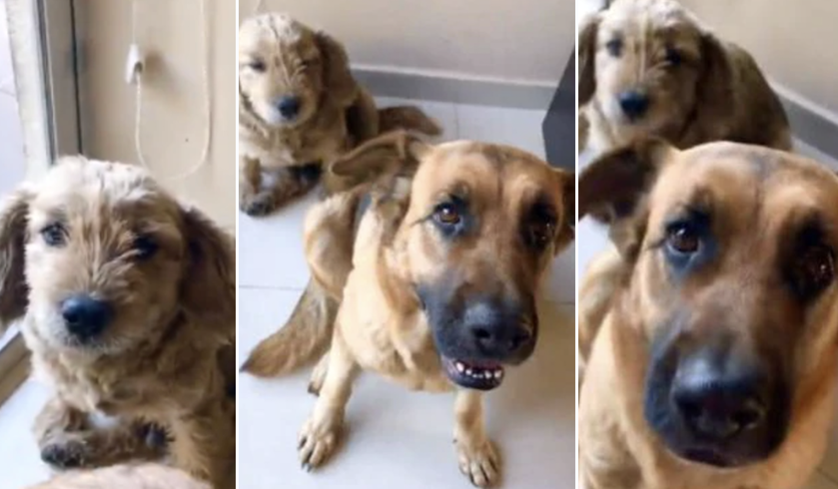 Facebook viral: Perrito es regañado por su dueña y su ‘amigo’ sorprende ...