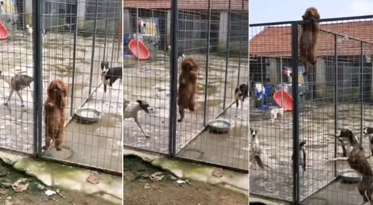 Facebook viral: Perro enseña a su compañeros a escapar de una jaula con ...