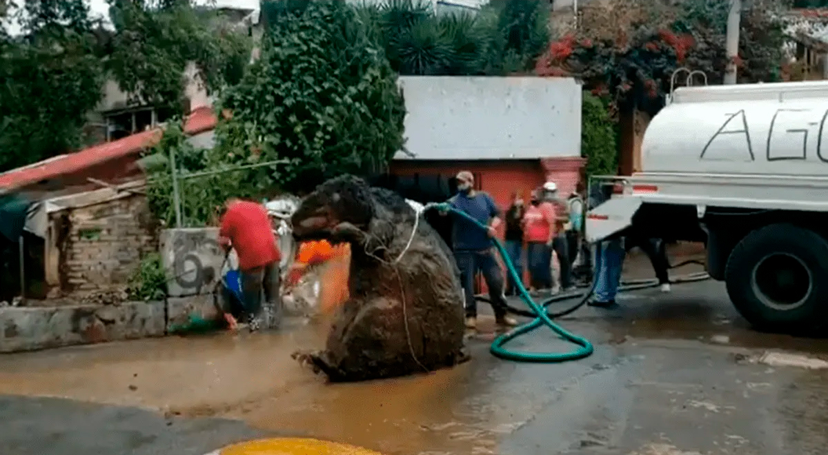 Twitter viral: botarga de rata gigante en drenaje de México aterra a ...