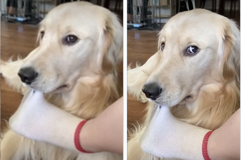 YouTube viral: Perro intenta 'robarle' los calcetines a su dueño y ...