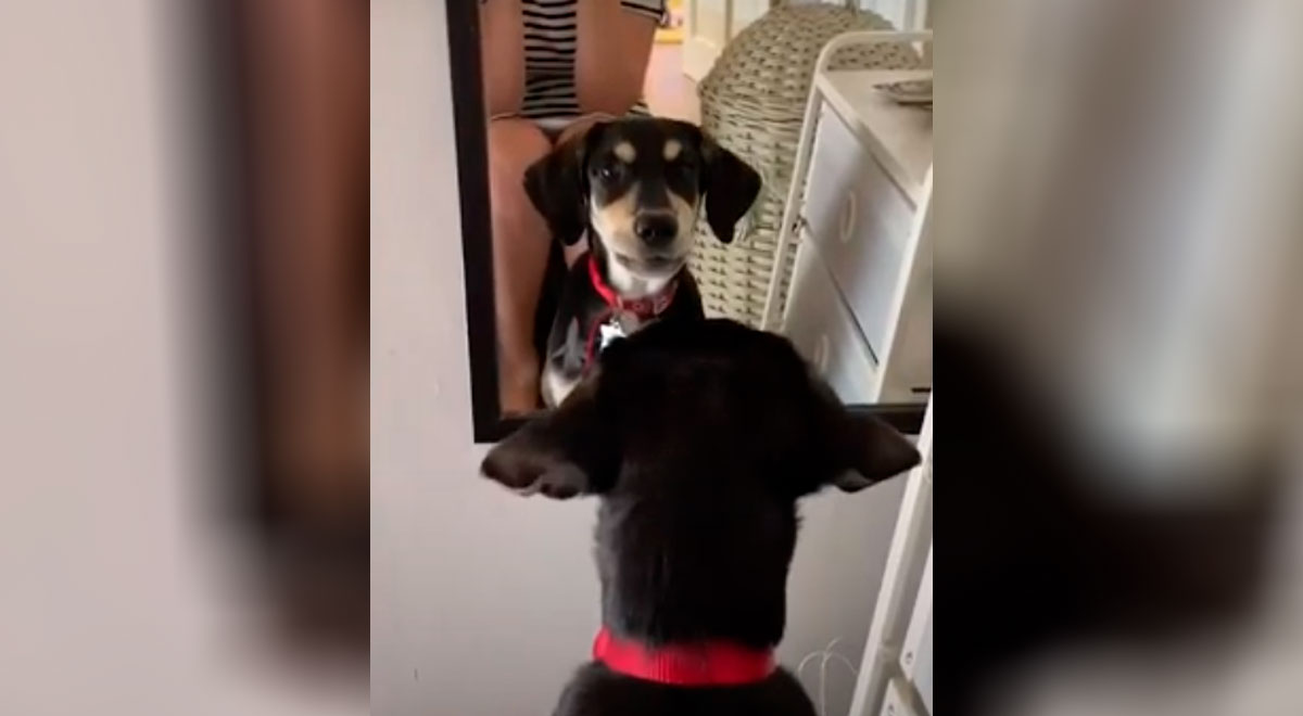 YouTube viral: La divertida reacción de una perrita al verse reflejada ...