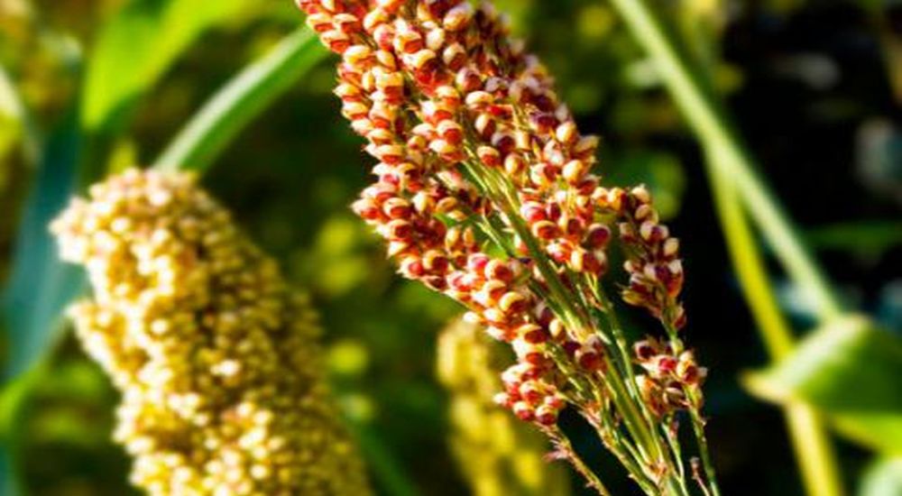 Conoce las 8 regiones naturales del Perú: Región Suni, flora y fauna ...