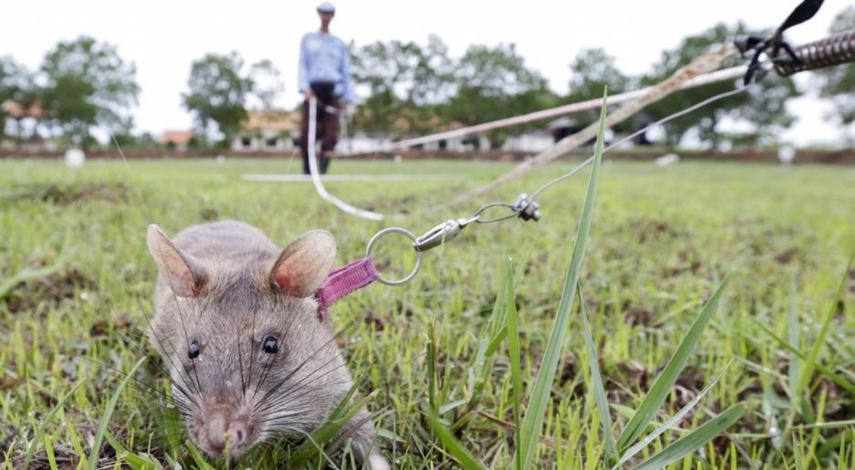 Camboya: Magawa, la rata condecorada con una medalla de oro por ...