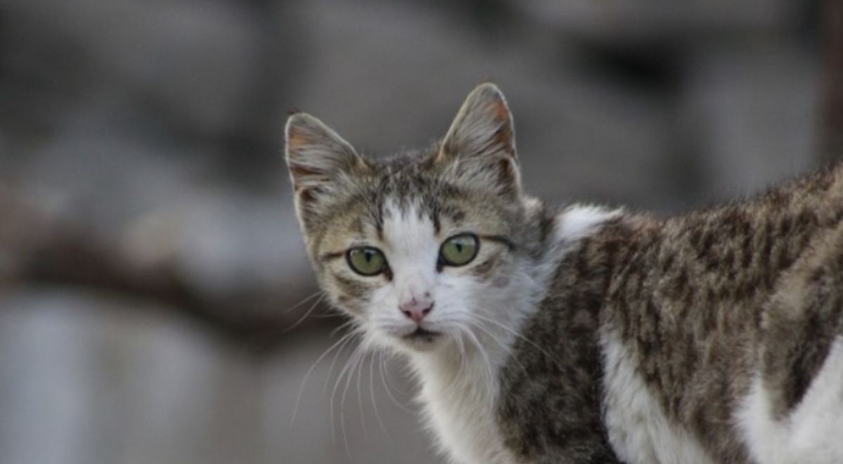 Facebook viral: encuentra al gato escondido en la chatarra | Reto viral ...