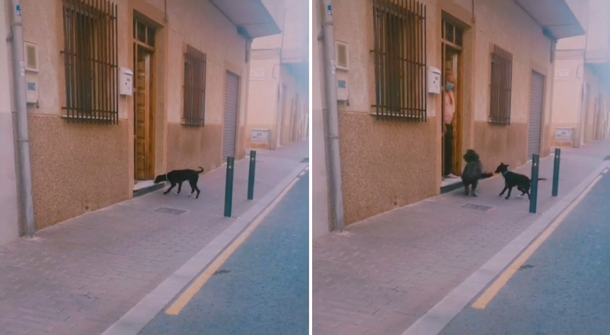 TikTok Viral: Perrito es grabado pidiendo permiso para que su 'amigo ...