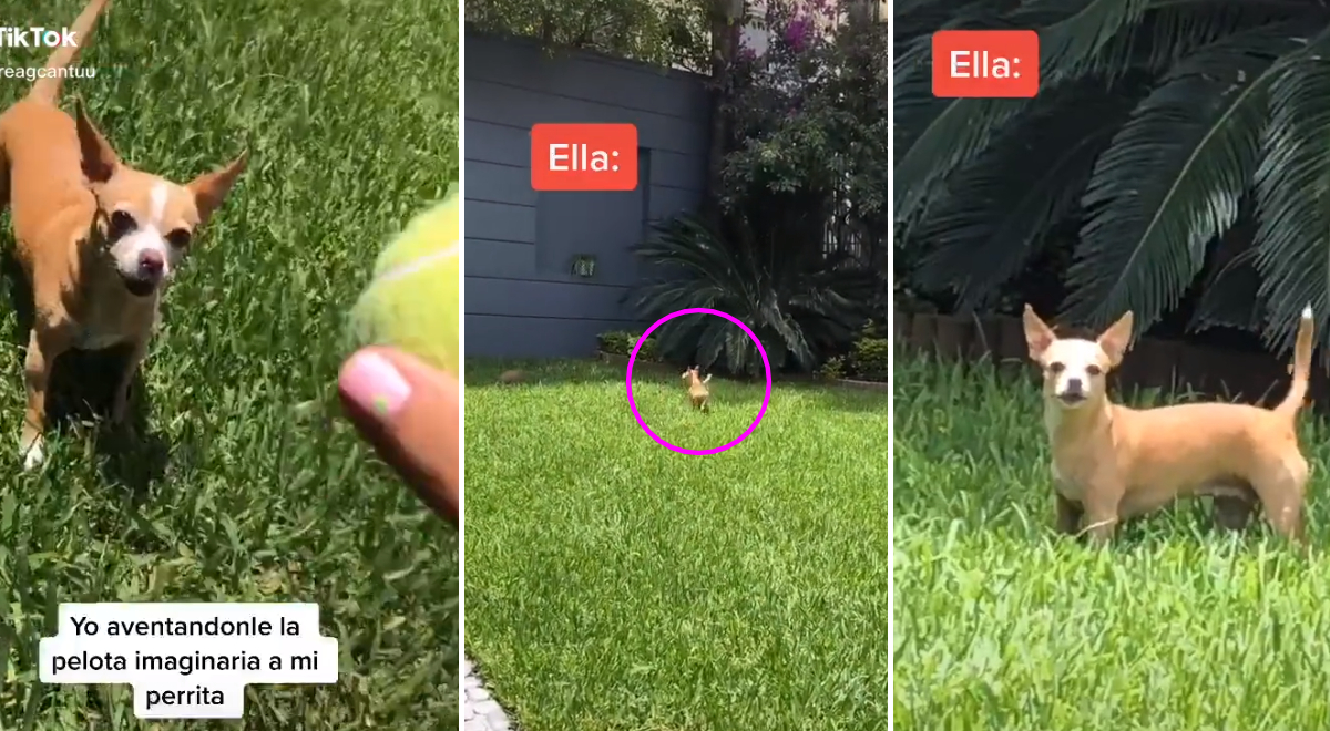 TikTok Viral: Perrita tiene divertida reacción al descubrir que su ...
