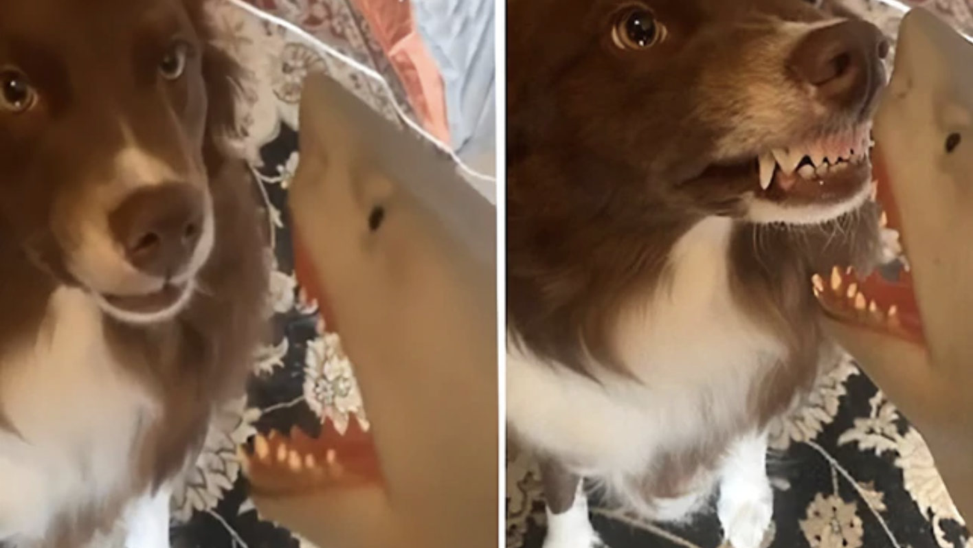 YouTube viral: Perro tiene cómica reacción al ver el tiburón de peluche ...