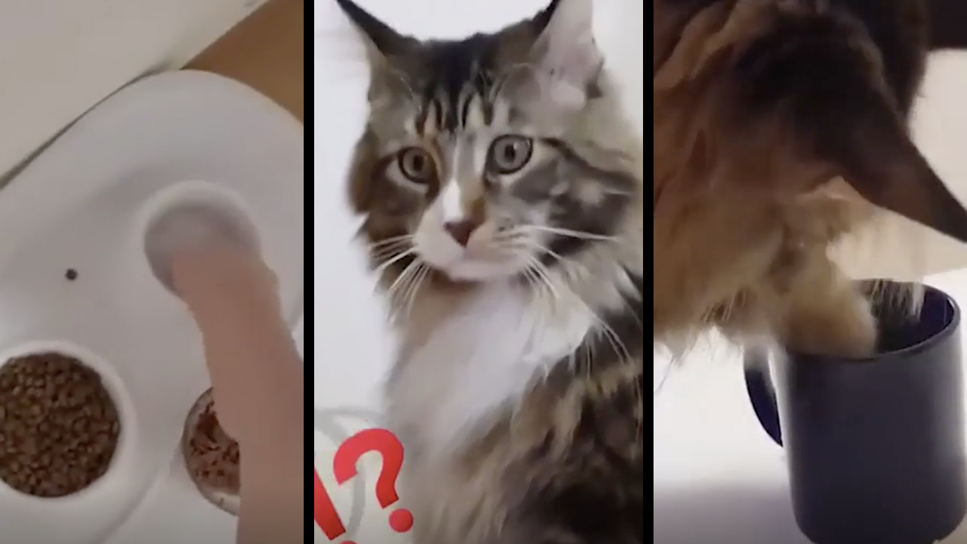 Facebook viral: Gato se ‘venga’ de la peor manera de su dueña por ...