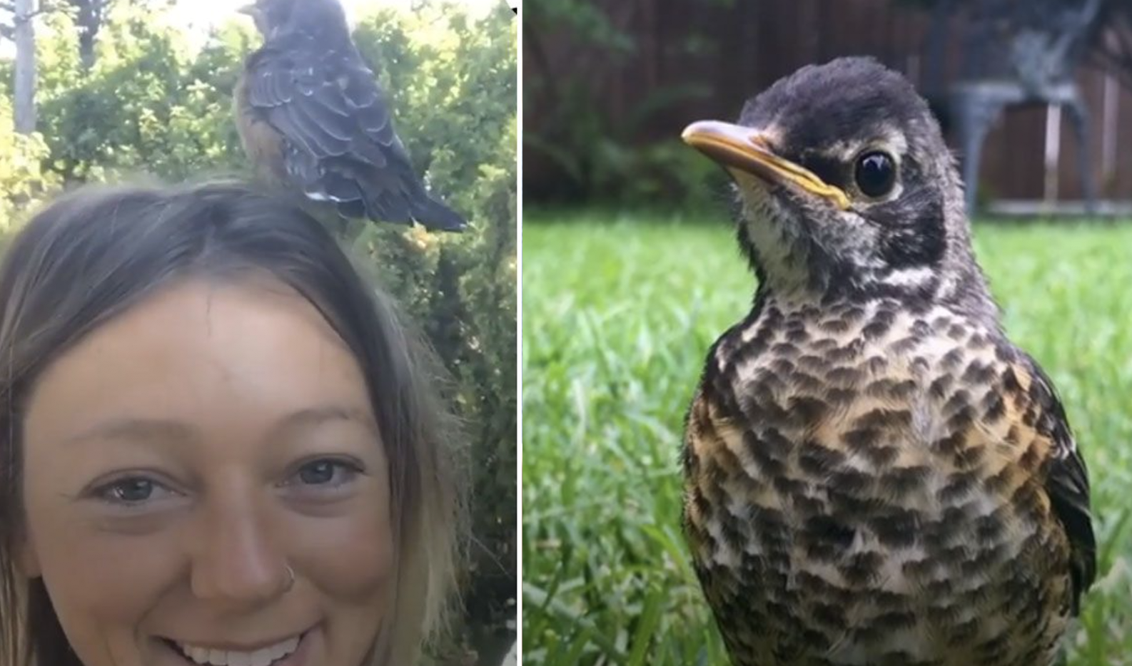 Facebook viral: Joven rescata a un pájaro herido en el parque y lo ...