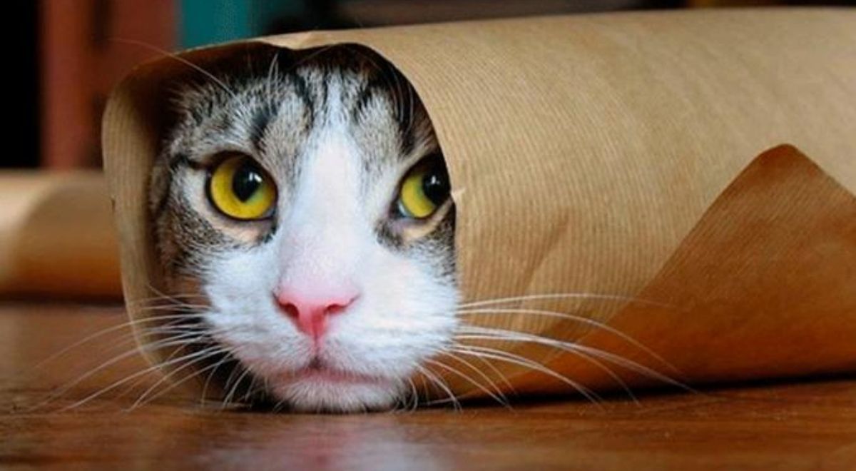 YouTube viral: Graban a un gatito enojado esperando a que su dueña ...