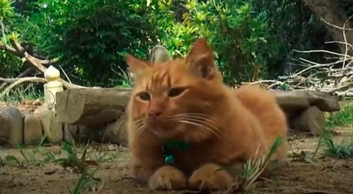Video viral: Gatita se vuelve viral por visitar la tumba de su dueño ...