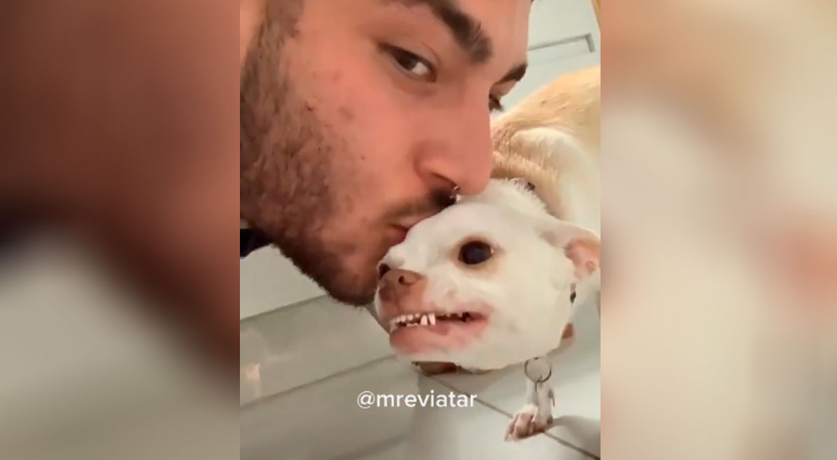 TikTok viral: Perro detesta que su dueño lo bese y así lo demuestra ...