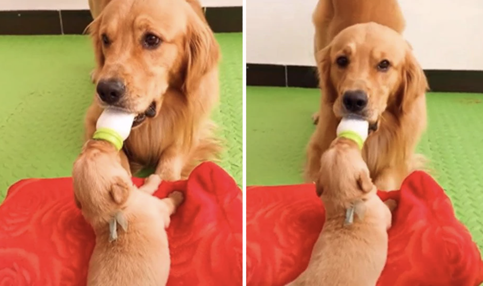 TikTok viral: Perro alimentó a su cachorro con un biberón y tierno acto ...