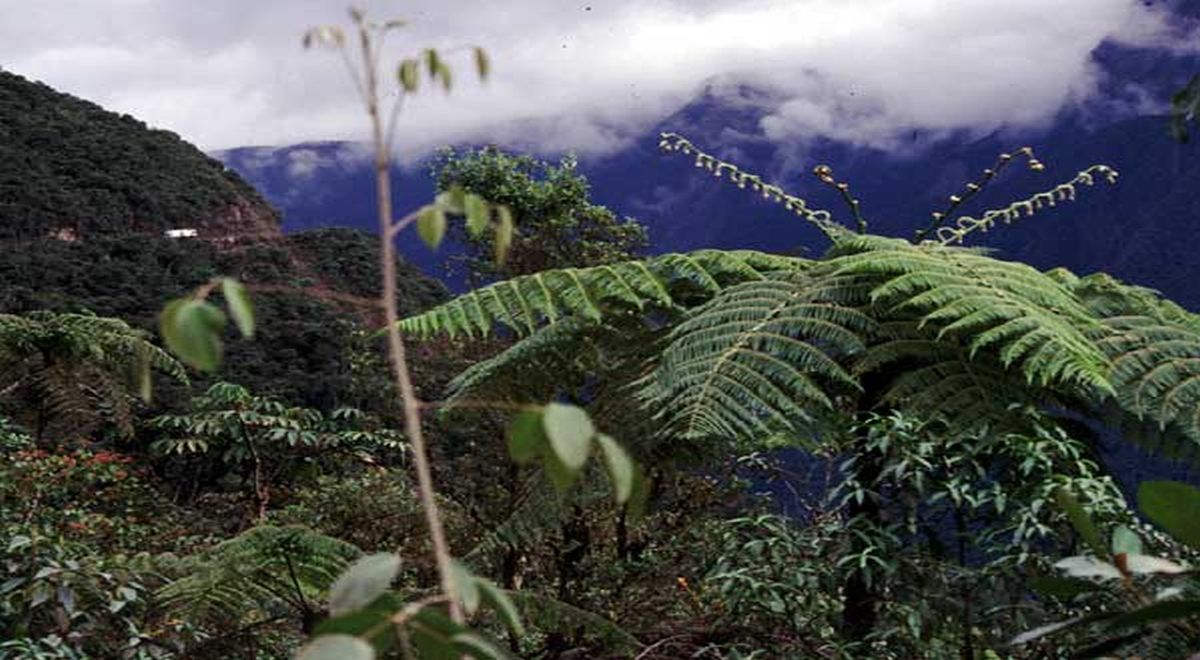 Conoce las 8 regiones naturales del Perú: Región Selva alta o Rupa rupa ...