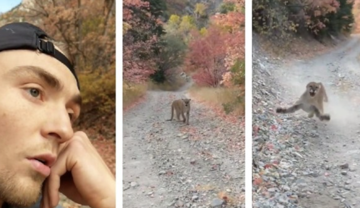 Facebook viral: Puma cree que excursionista les hará daño a sus crías y ...