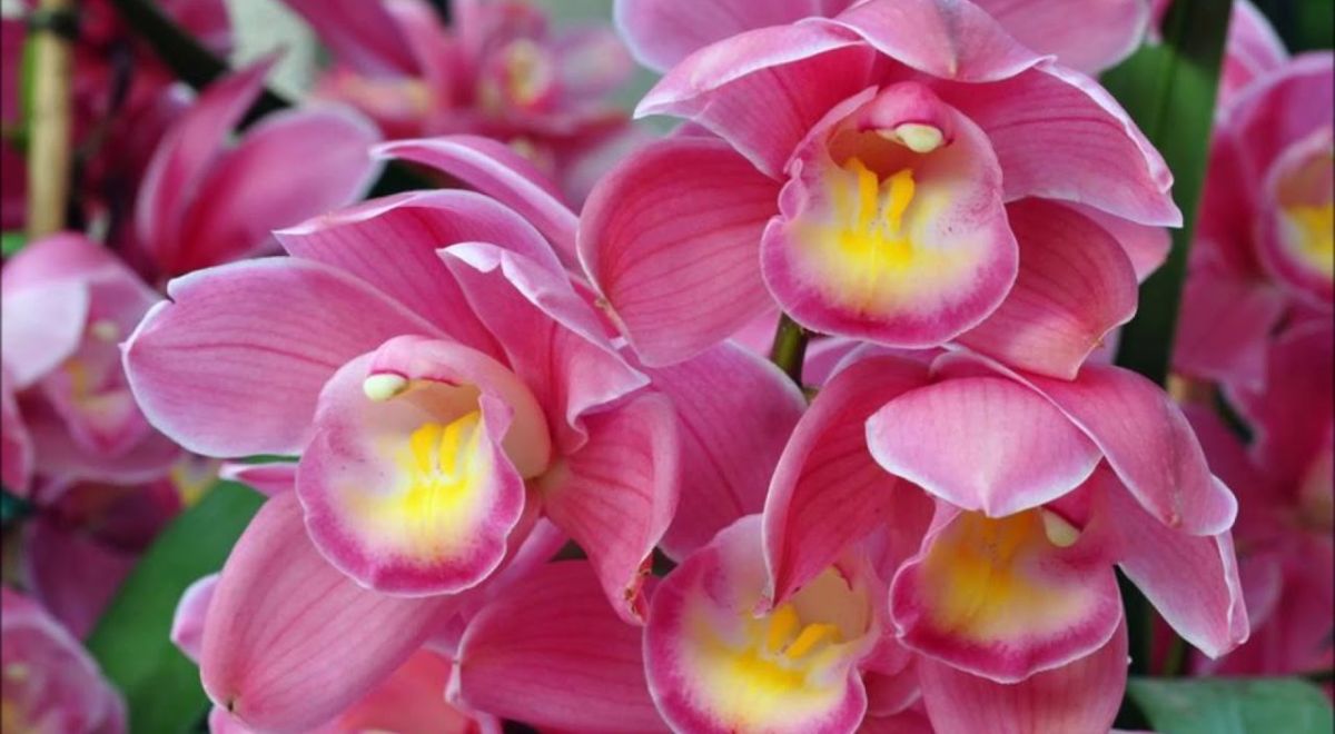 Conoce las 8 regiones naturales del Perú: Rupa rupa, flora y fauna ...