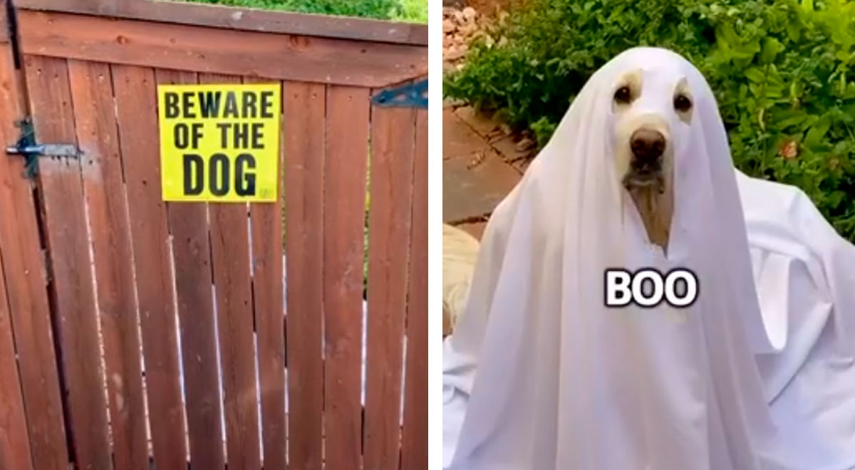 Video viral: Perrito disfrazado de fantasma es lo más tierno que verás ...