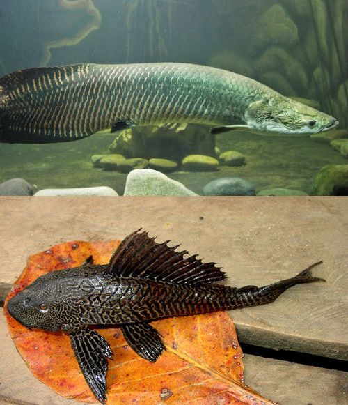 Conoce las 8 regiones naturales del Perú: Selva baja, flora y fauna ...