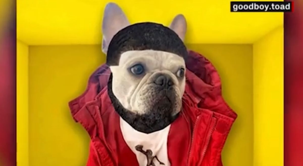 Halloween 2020: Toad, perro bulldog francés famoso en Instagram por ...
