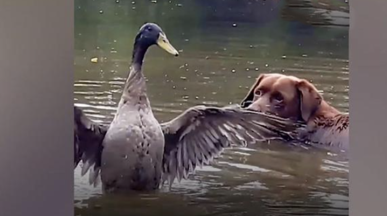 Facebook viral: Perro y pato se vuelven ‘mejores amigos’ y protagonizan ...