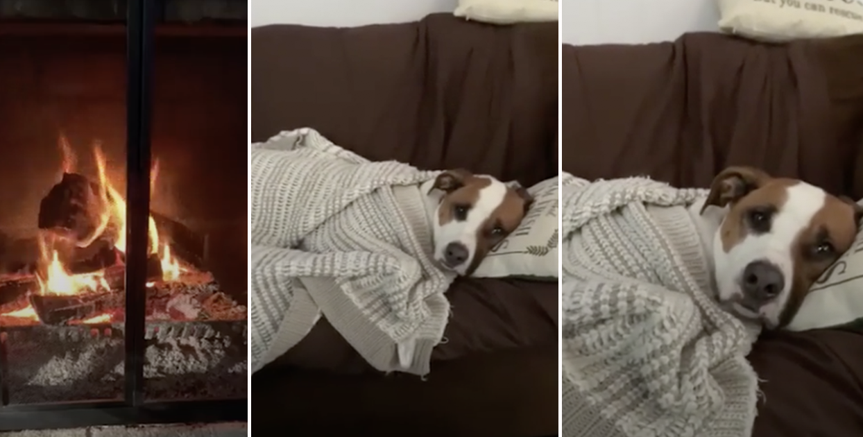 YouTube viral: Perro es descubierto por su dueño en una singular escena ...