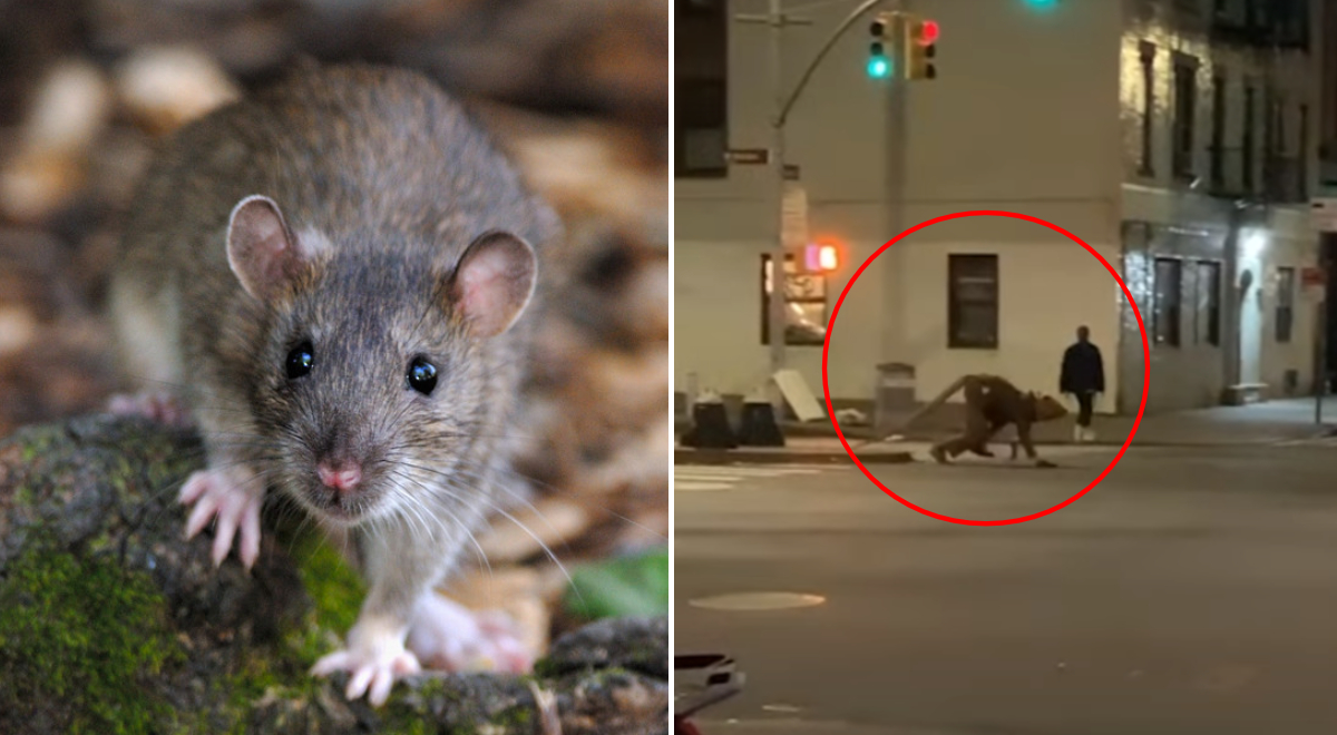 YouTube Viral: 'Hombre rata' es grabado caminando sobre cuatro patas e ...