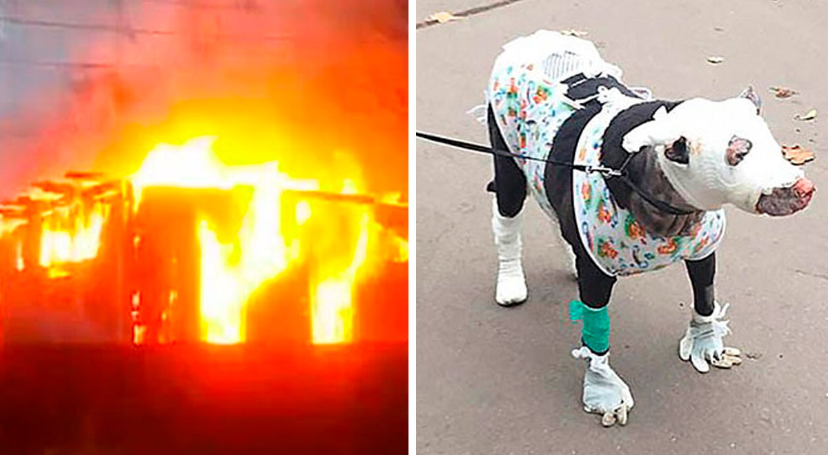 Facebook viral: Perrita embarazada arriesgó su vida para salvar a ...