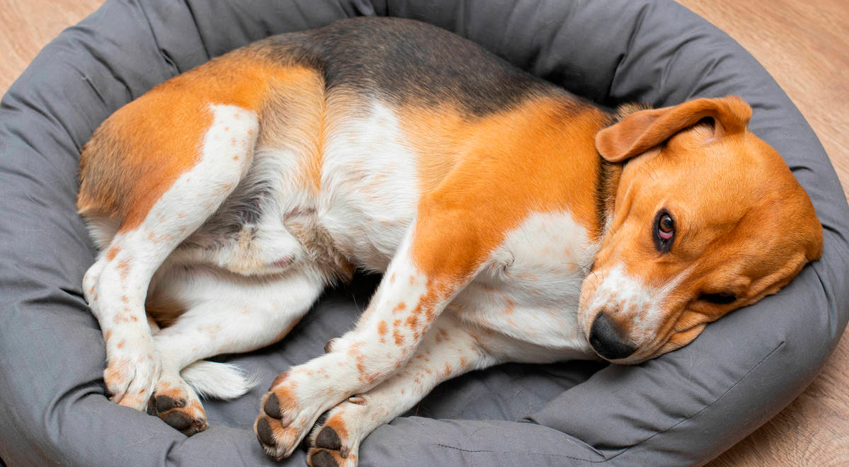 Mascotas: por qué los perritos dan vueltas antes de acostarse