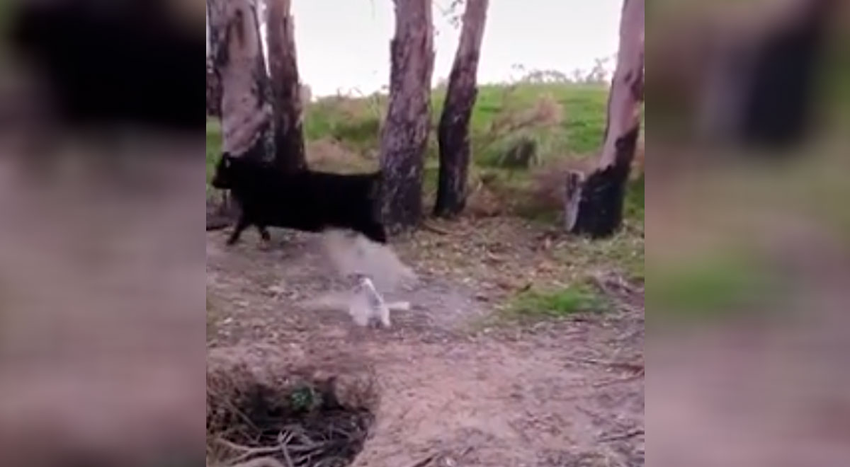 TikTok viral: Perrito se enfrenta a toro para que no lo siga ...