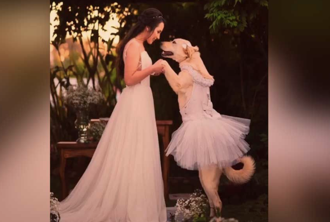 TikTok viral: Joven elige a su perrita para que sea su dama de honor en ...