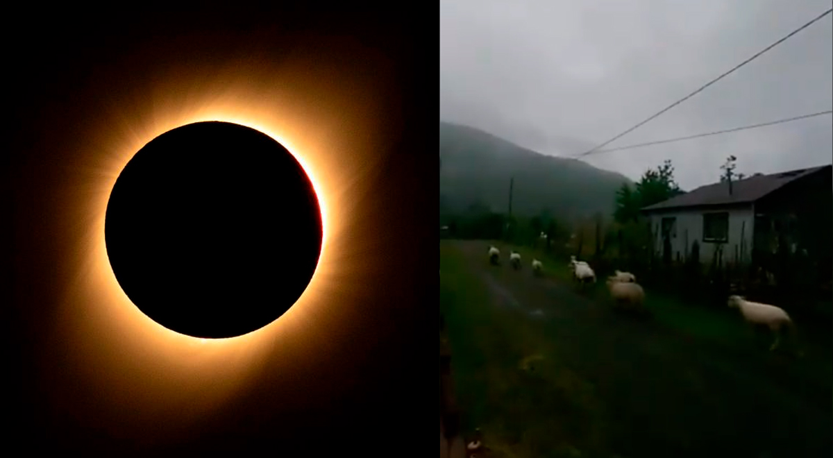 Video viral Eclipse solar 2020: ovejas se fueron a dormir pensando que ...