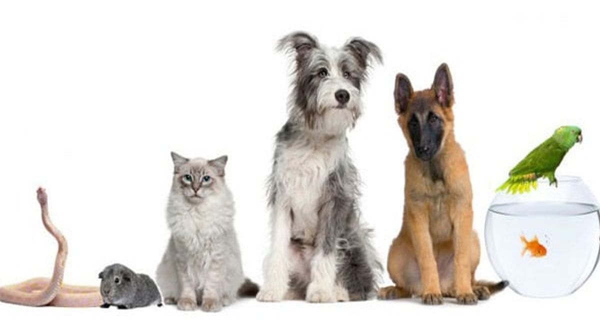 Elige la mascota adecuada para tu familia | hogar | consejos | animales ...