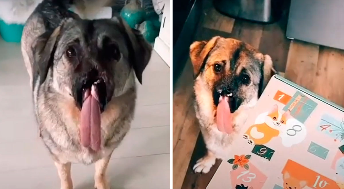 YouTube viral: Perrito se salva luego de ser atropellado por un tren y ...