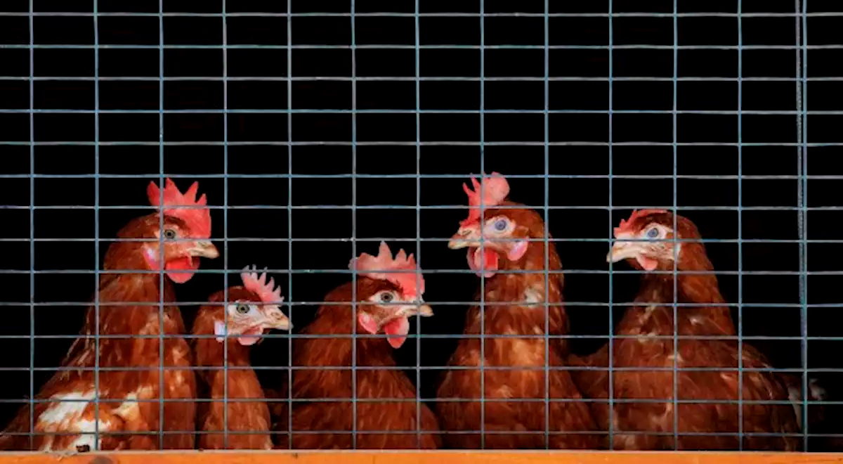 Colombia: multitud roba al menos 20 mil gallinas de una finca, video ...