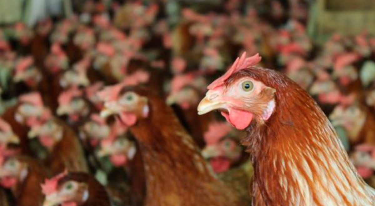 Colombia: multitud roba al menos 20 mil gallinas de una finca, video ...