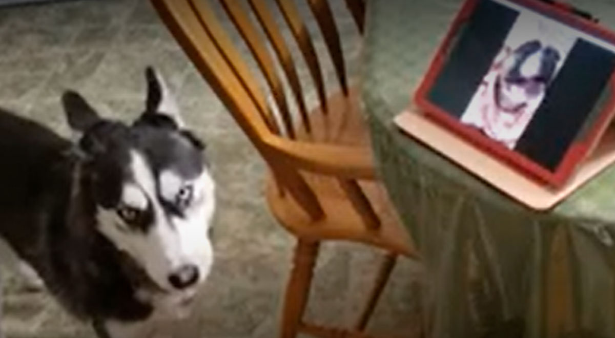 YouTube viral: Perros protagonizan tierna escena al reencontrarse a ...