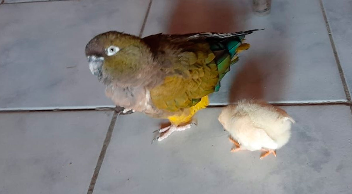 Twitter viral: Loro cría a un pollito como si fuera suyo y su historia ...