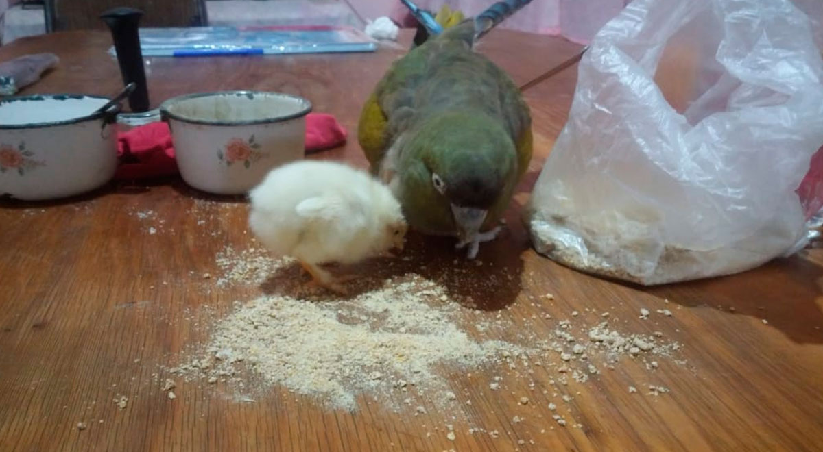 Twitter viral: Loro cría a un pollito como si fuera suyo y su historia ...