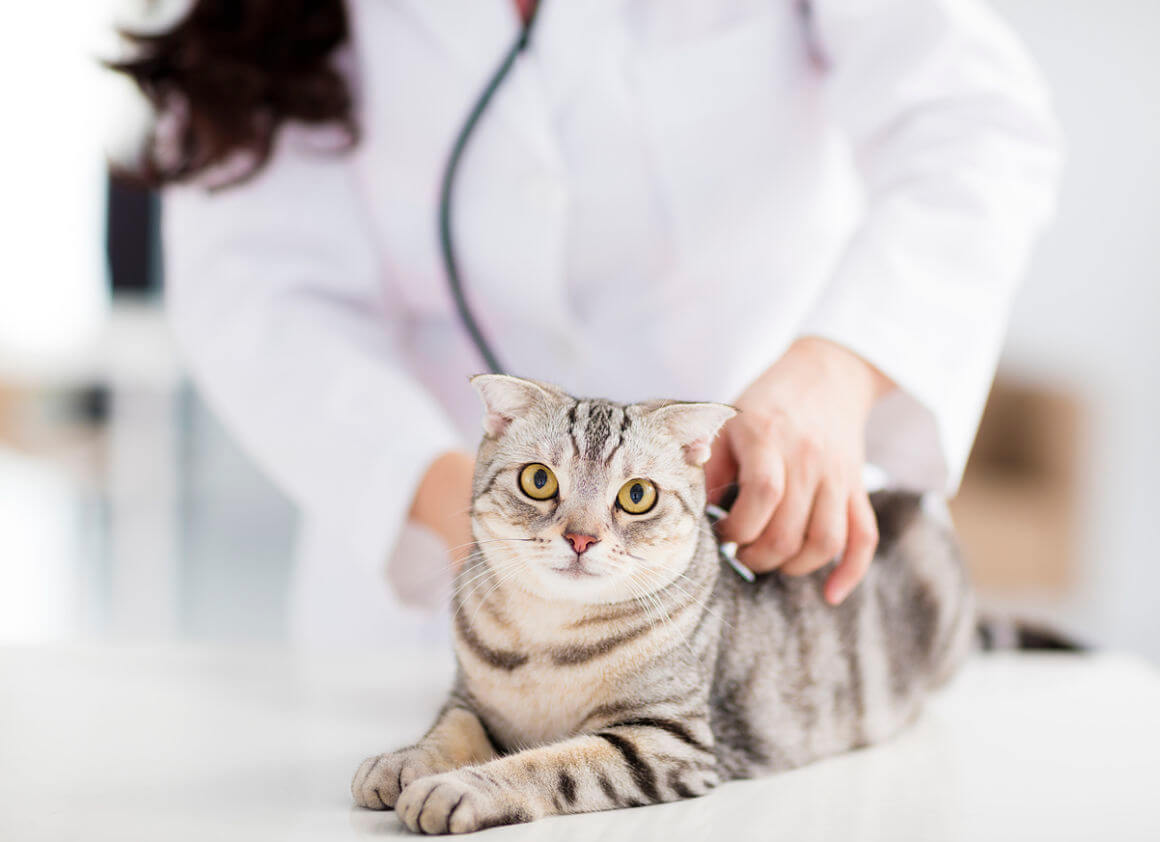Día Internacional del Gato 2021: La importancia de la esterilización y ...