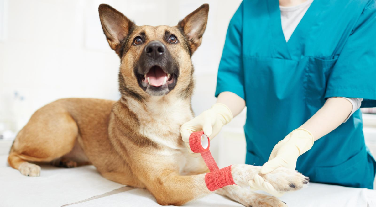 Mascotas: Mi perro está cojeando, ¿a qué se debe? | El Popular