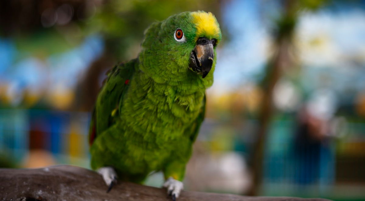 Parque de las Leyendas celebra el Día Mundial del Loro [FOTOS] | Parque ...