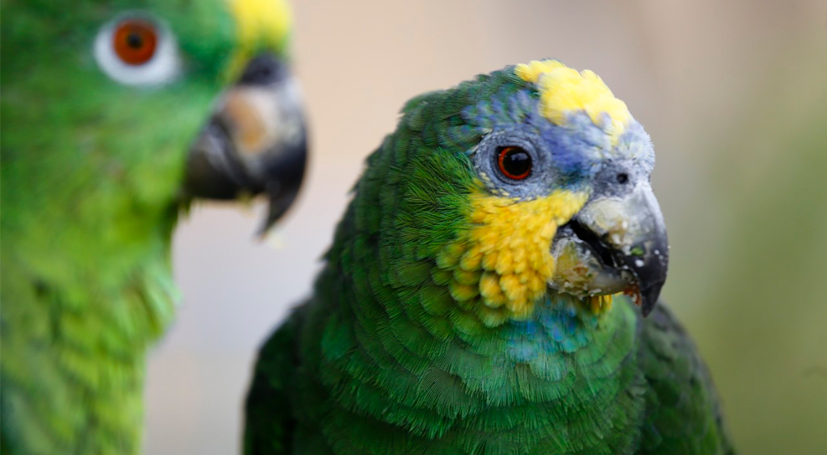 Parque de las Leyendas celebra el Día Mundial del Loro [FOTOS] | Parque ...