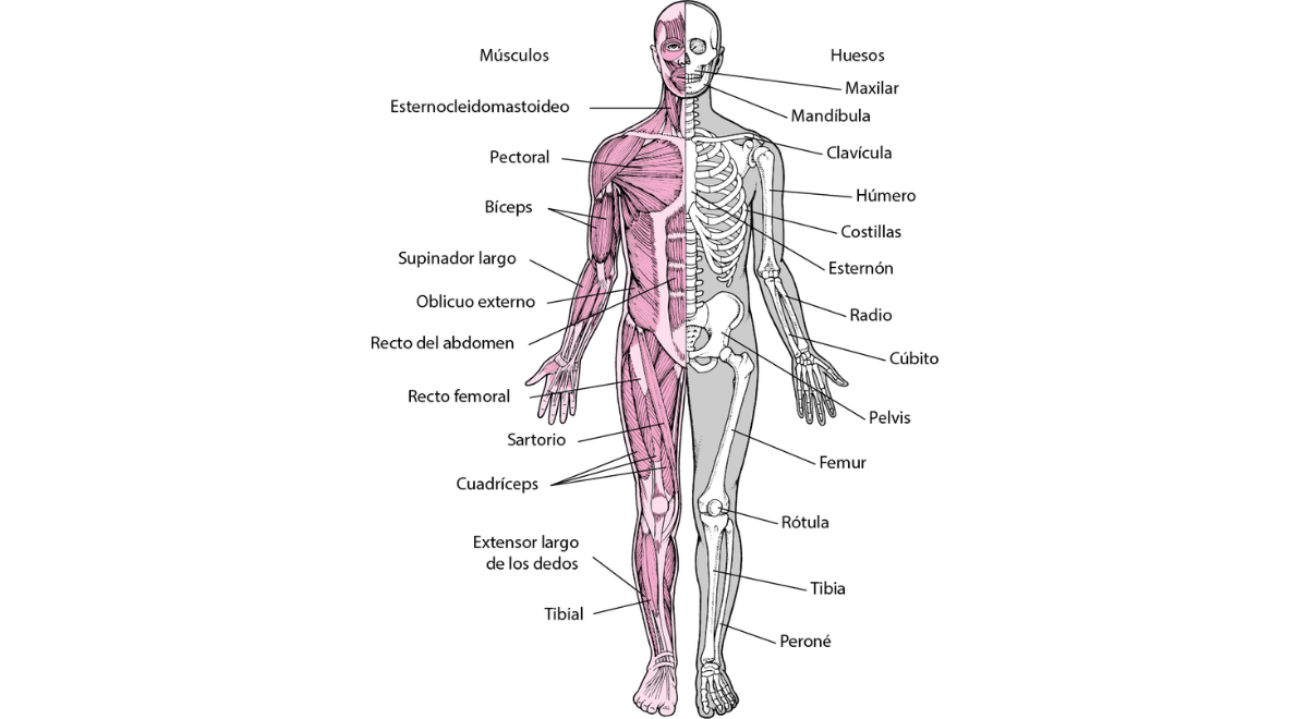 Anatomía De Los Músculos Esqueléticos Gráfico Anatómico Del