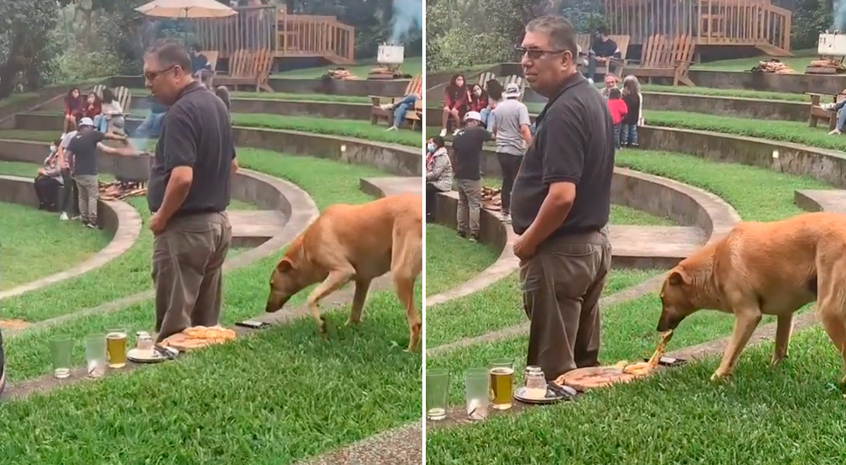 Tiktok Viral Perrito Sin Hogar Aprovechó La Distracción De Un Hombre Y