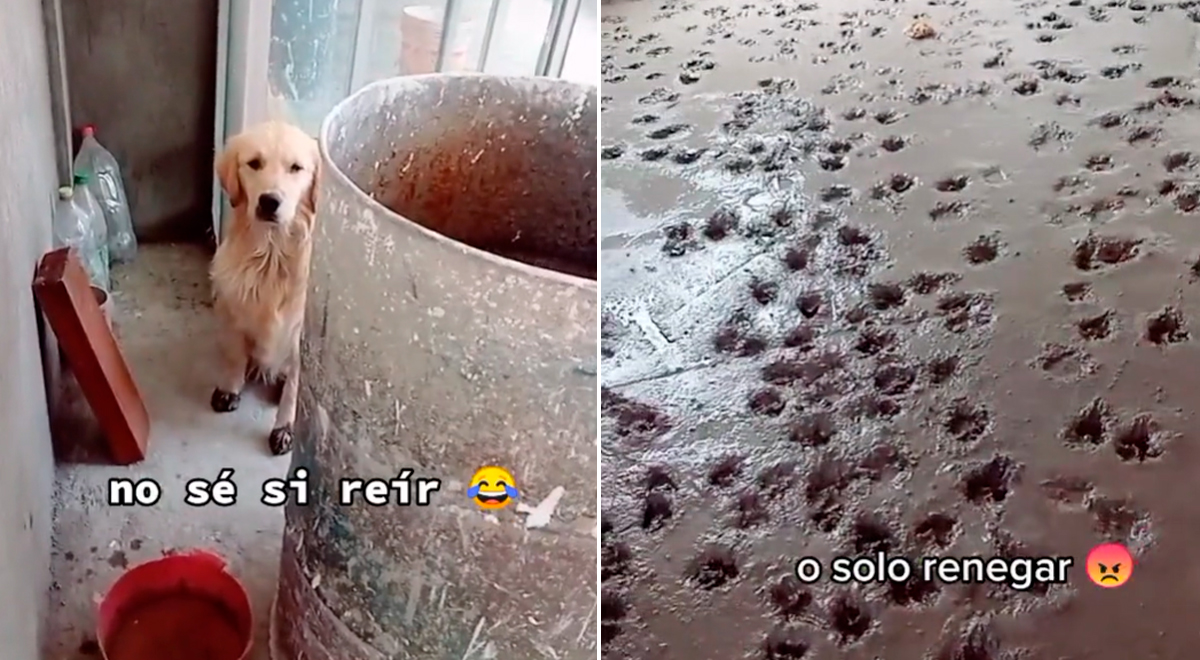 TikTok video viral: perrito camina sobre cemento fresco y arruina la ...