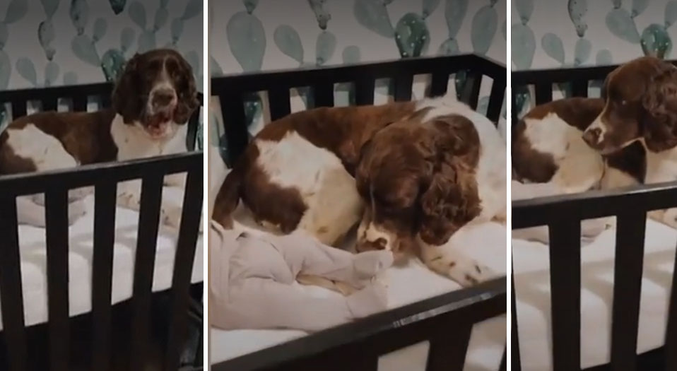 YouTube video viral EE.UU.: Perro escucha llorar al bebé de su dueña y ...