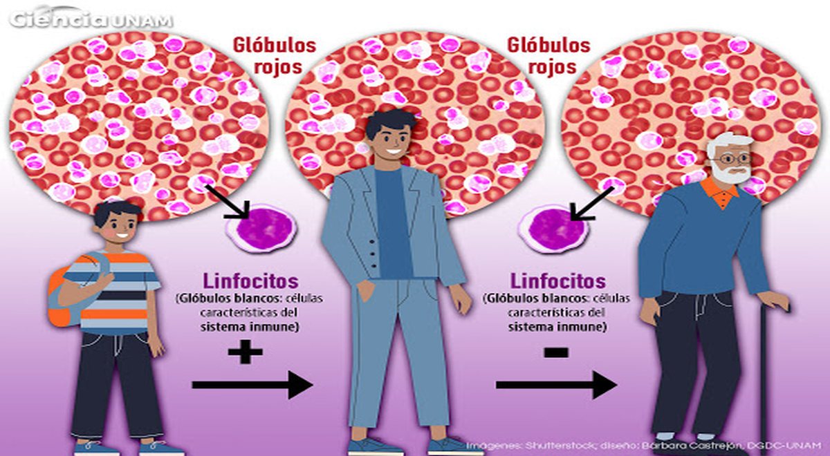 Sistema Inmunológico: Qué es la inmunidad y cuáles son sus tipos ...